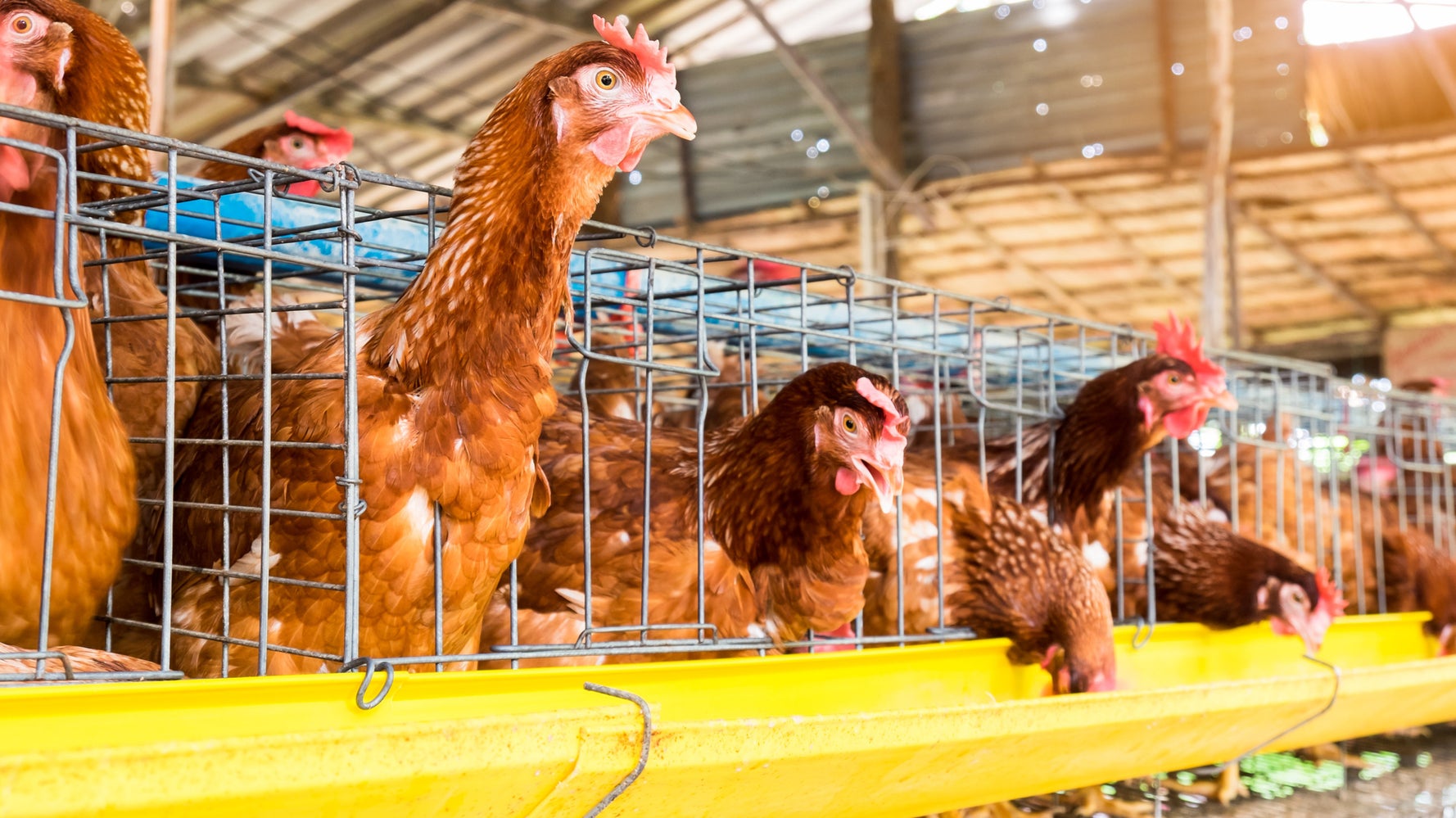 California Votes To Ban Cages For Hens, Give Farm Animals More Room ...