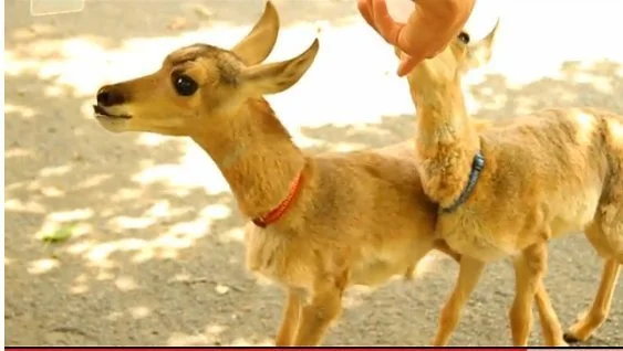 Baby Pronghorn Antelope