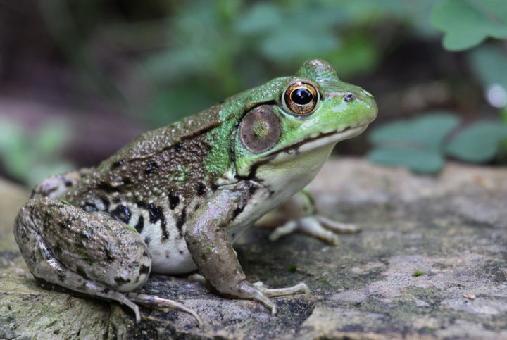California Bullfrog Ban May Go Hopping Into Reality | HuffPost San ...