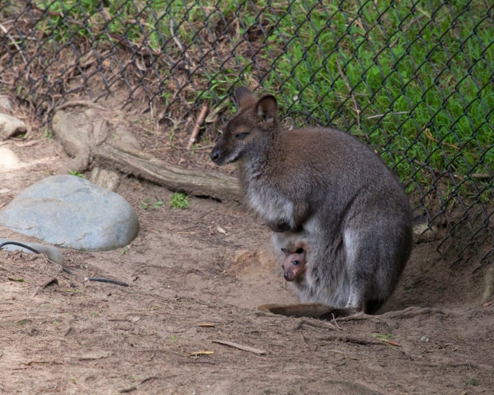 Baby Wallaby At The San Francisco Zoo: Joey Reveals His Face For The ...