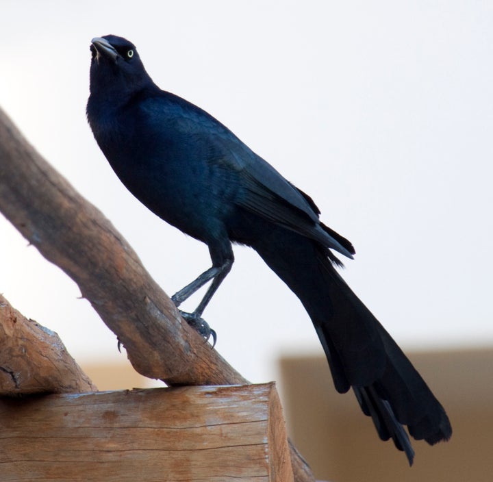 'Devil Birds' In San Francisco: Great Tailed Grackle Spotted At Lake ...