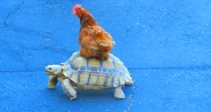 7 Animals Riding Tortoises | HuffPost Good News