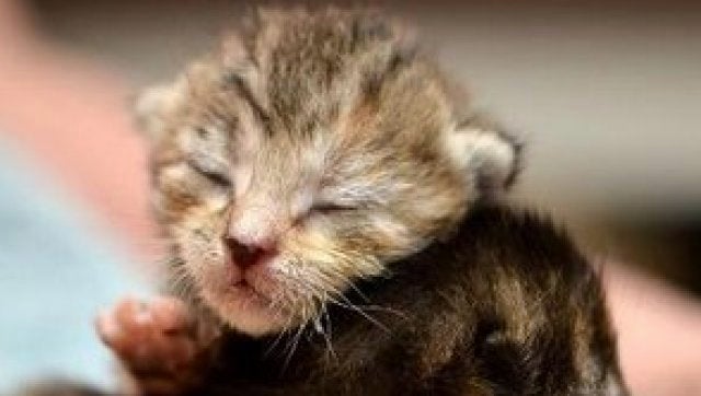 Tiny Rescued Kittens Huddle Together For Warmth (PHOTOS) | HuffPost ...
