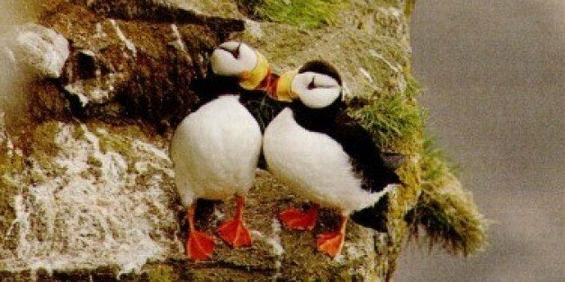5 Reasons Puffins Win At Love (PHOTOS) | HuffPost Good News