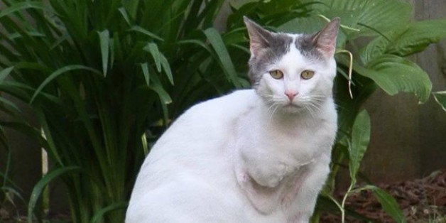 Burt The Amazing Cat Lost A Leg But Found A Home (PHOTO) | HuffPost ...