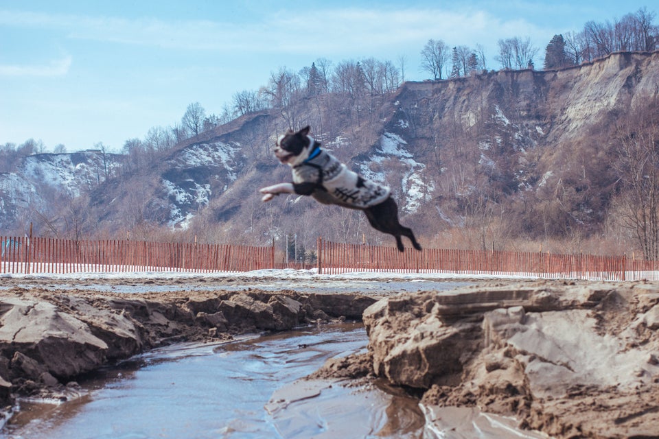 These Flying Dogs Give Superman A Run For His Money | HuffPost Good News
