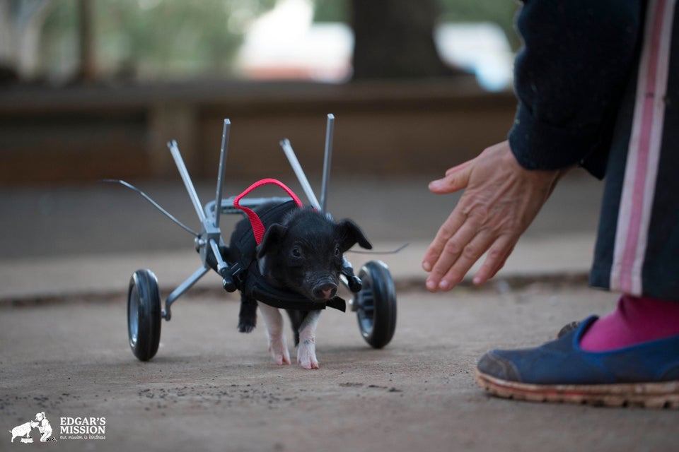 How A Plucky Piglet Named Leon Trotsky Got A Second Chance At Life With ...