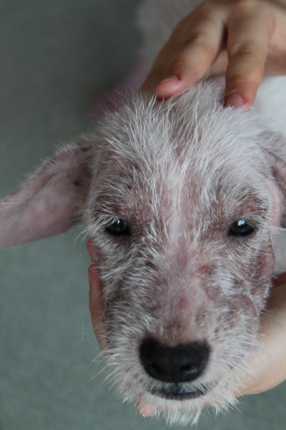 Street Dogs In Cuba Find Homes, Care At State Organizations | HuffPost ...