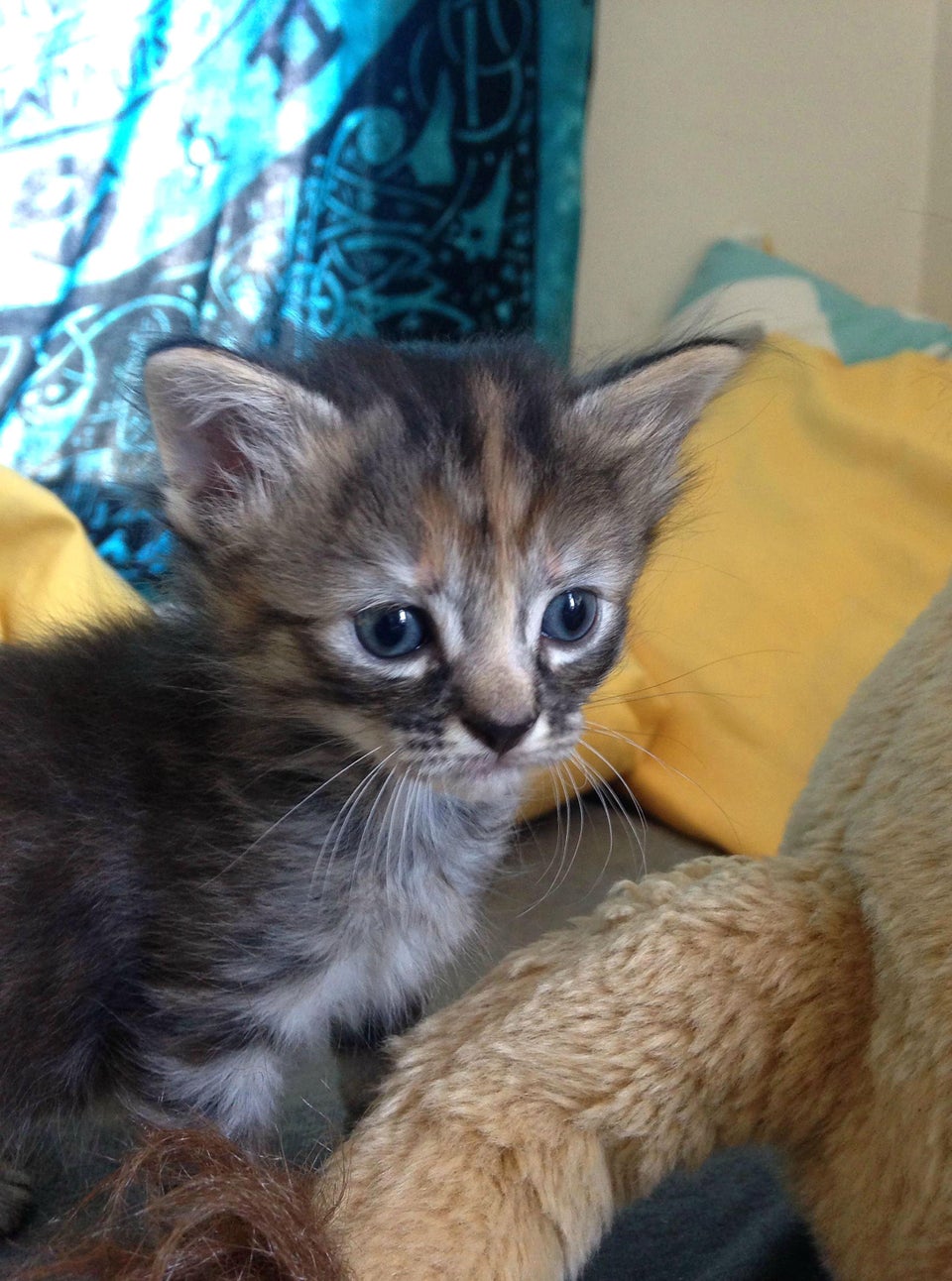 Here's What A Kitten Squeak Sounds Like In Slow Motion, Just Because ...