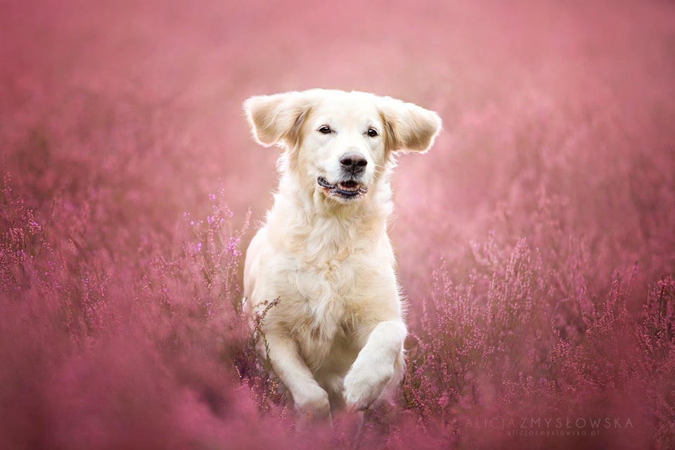 These Stunning Dog Portraits Perfectly Capture Each Pup's Unique ...