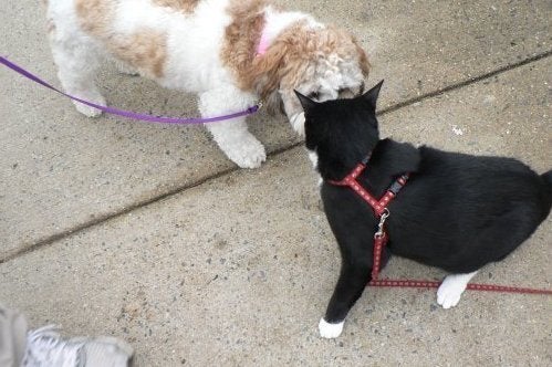 Meet Harold The Cat, Who Walks Around Old Town Alexandria On A Leash ...