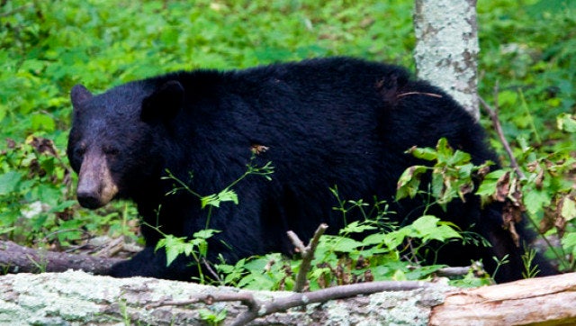 Maryland Black Bear Hunting Arrests Grow, 22 Hunters Have Firearms ...