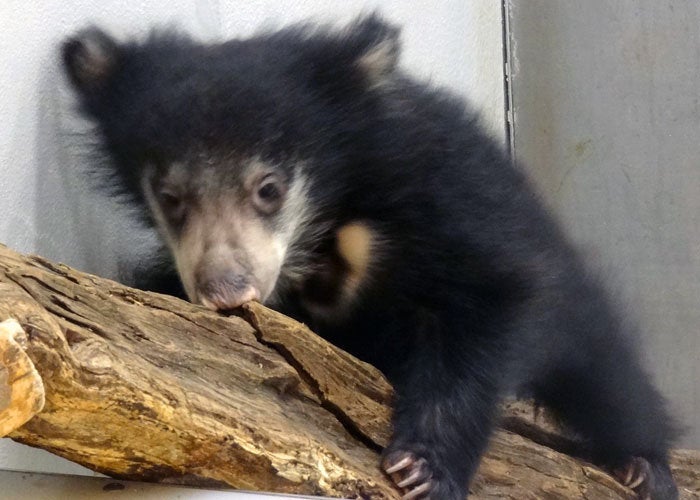 Meet The National Zoo's Sloth Bear Cub. His Name Is Hank (PHOTOS ...