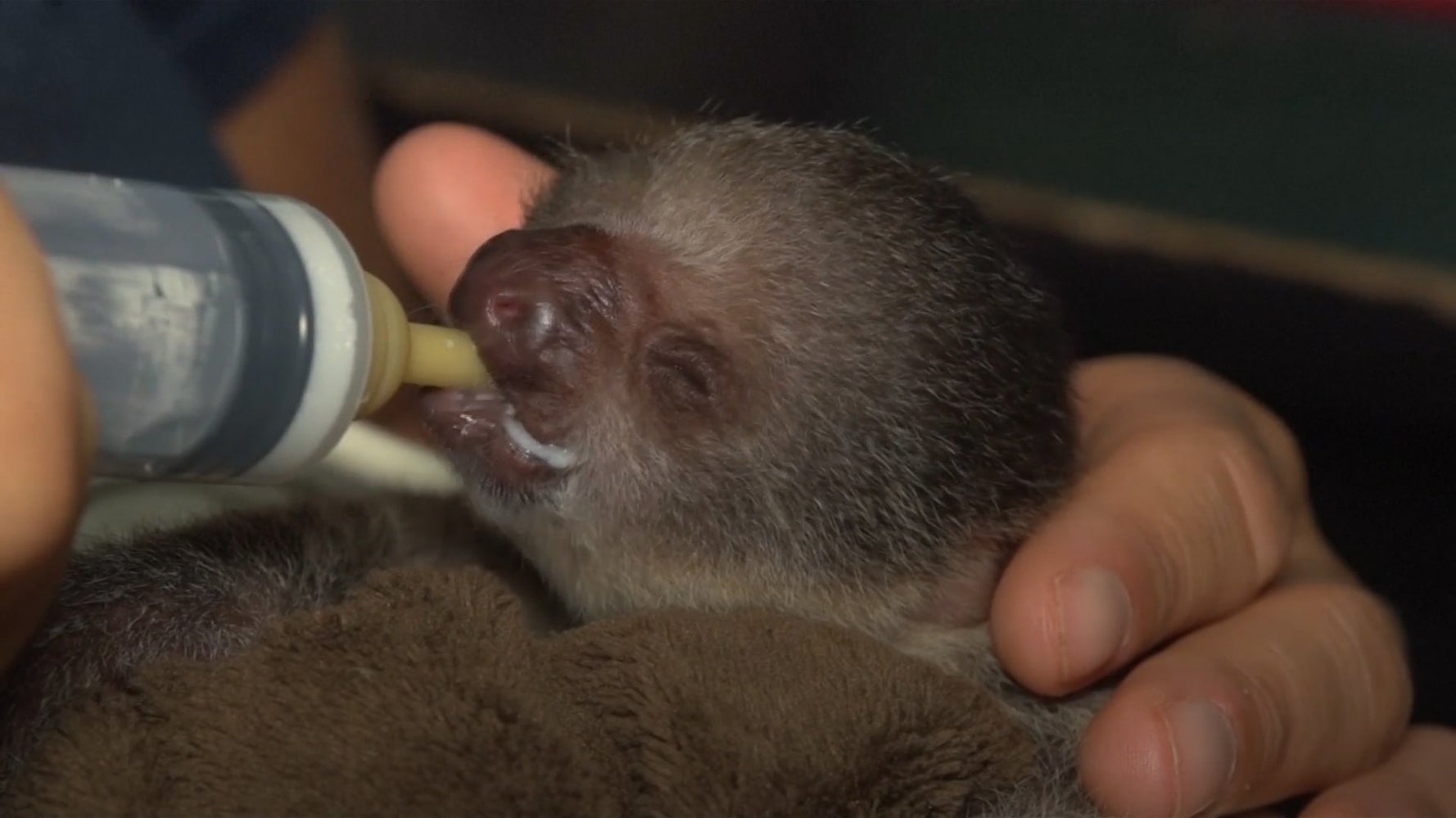 Florida Zoo Welcomes First Baby Sloth Birth | HuffPost UK Life