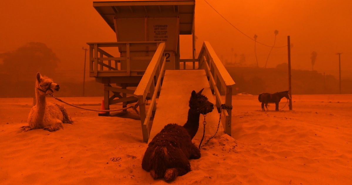 Rescuers Work To Evacuate Hundreds Of Animals As California Wildfires ...