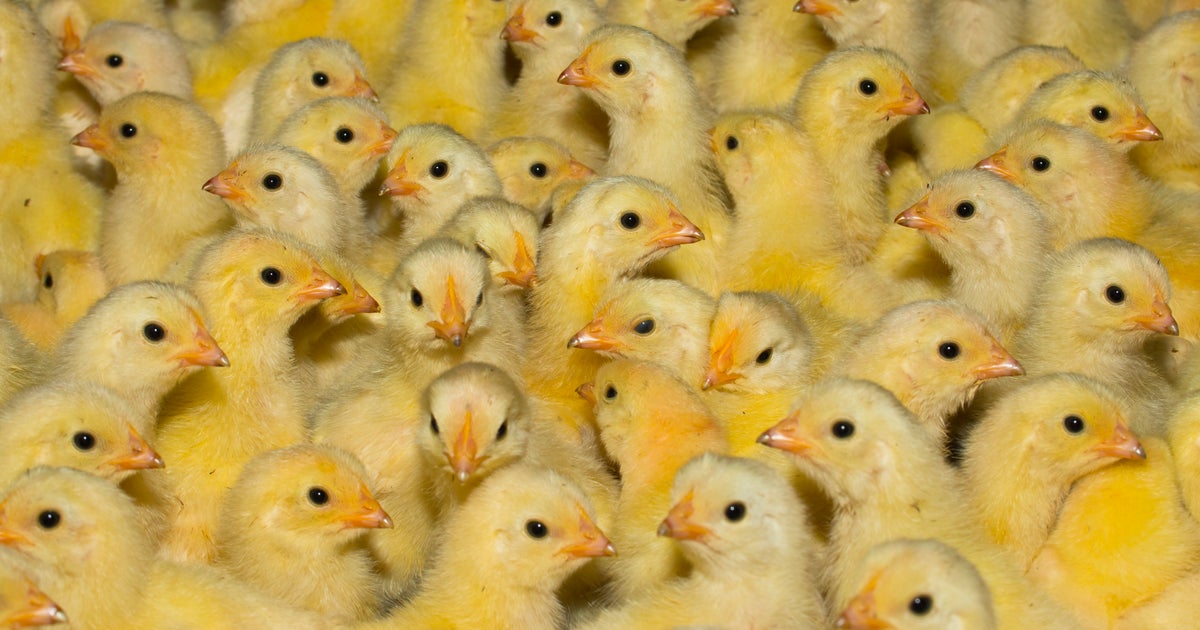 21,000 Chicks Have Been Killed In A Fire In Preston | HuffPost UK News
