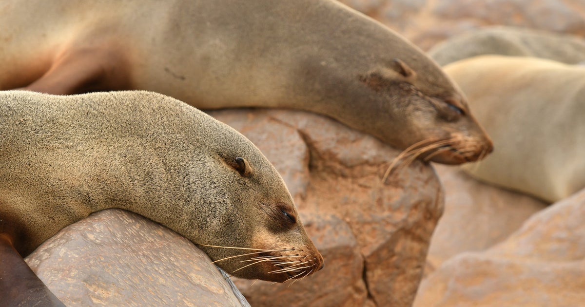 Plastic Microfibres Found In Poop of Seals Living On Remote Chilean ...