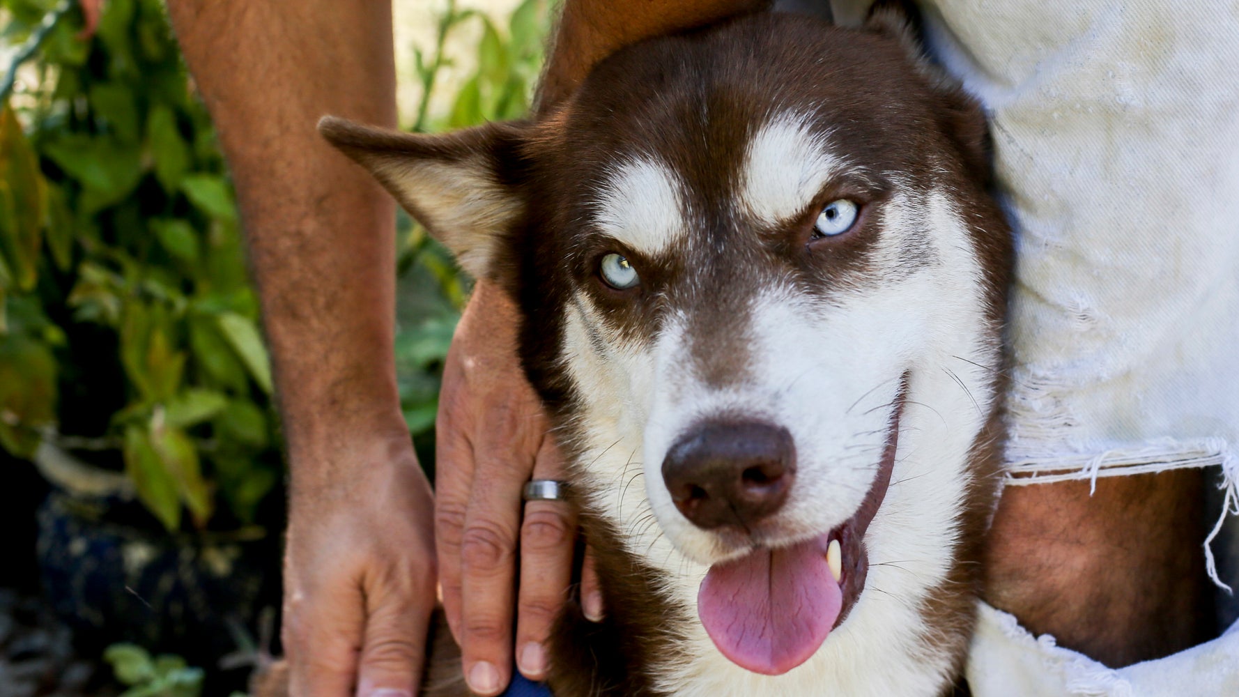 Dead Teen's Missing Husky Turns Up After 18 Months To Bring Family ...