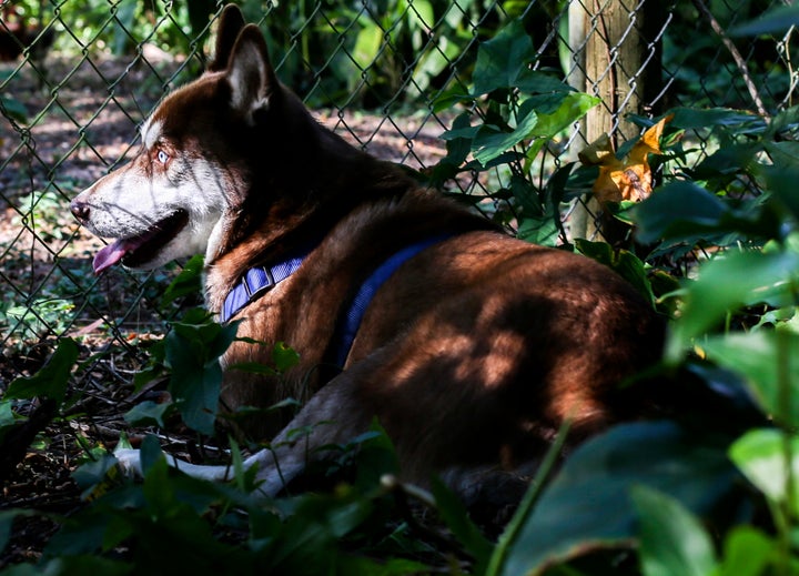 Dead Teen's Missing Husky Turns Up After 18 Months To Bring Family ...