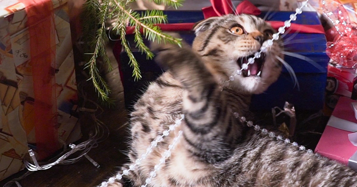Cats Versus Christmas Trees | HuffPost UK Life