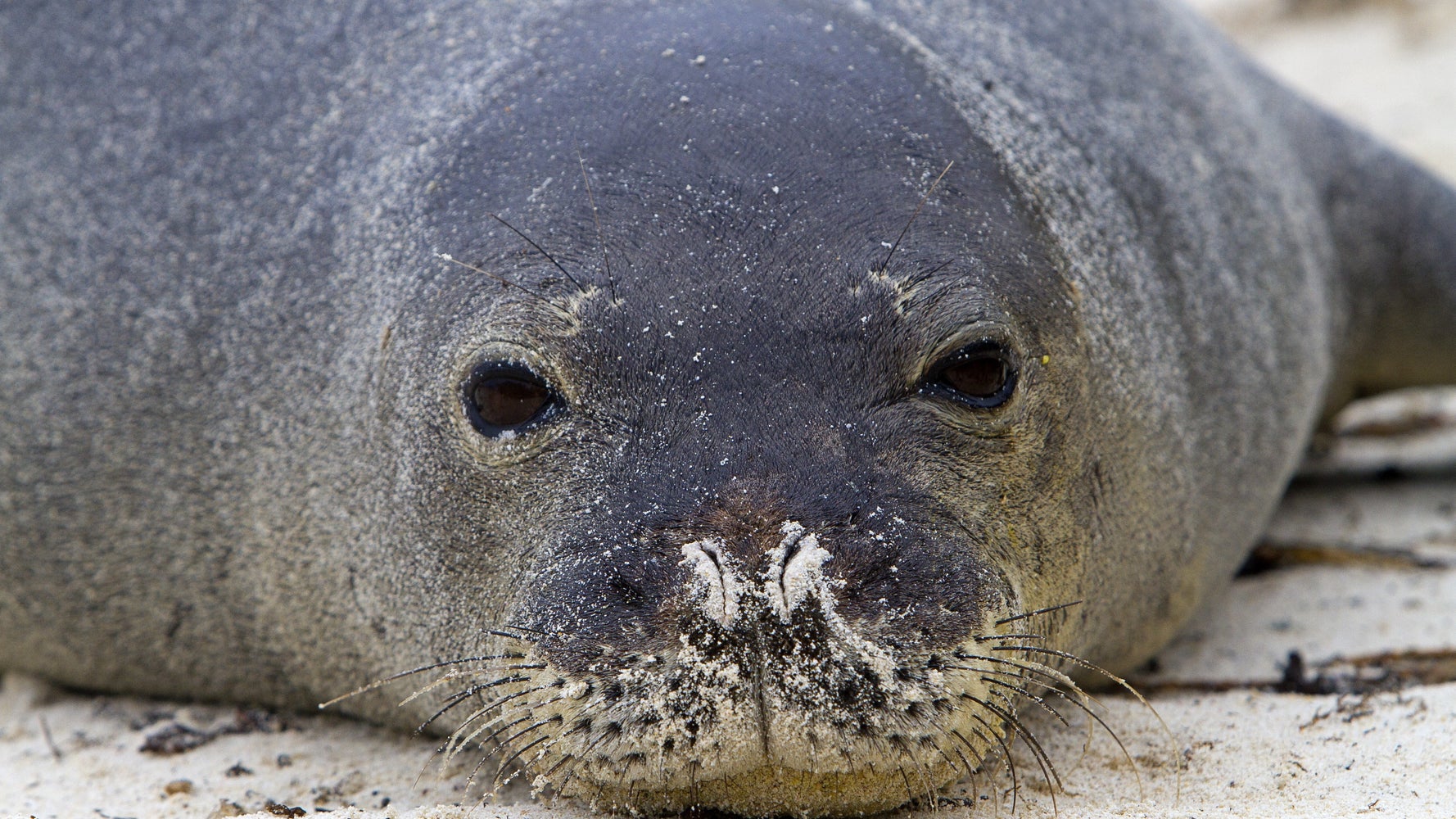 Hawaiian Monk Seal Gets Eel Stuck Up Its Nose | HuffPost Weird News