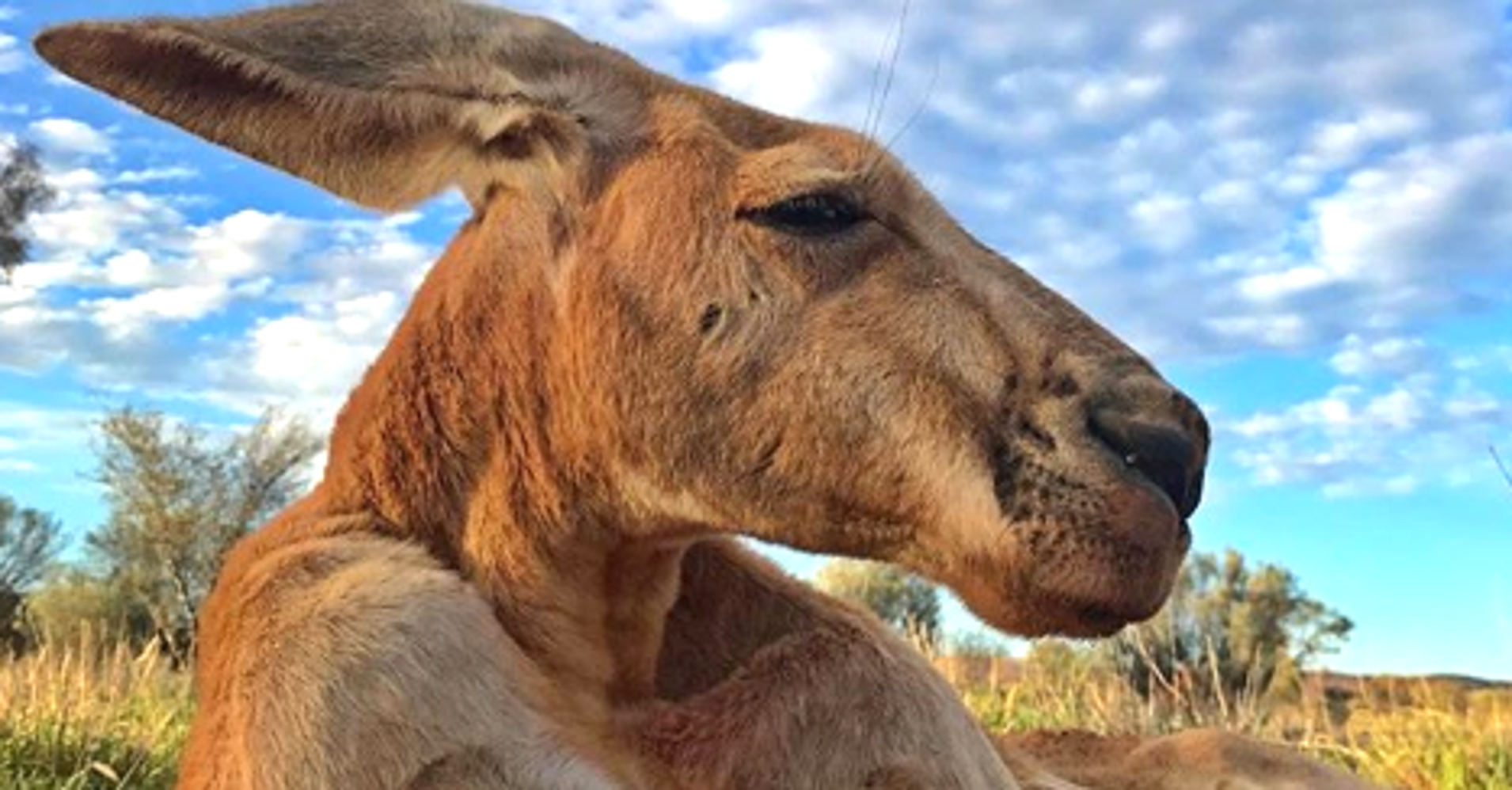 Roger, The Incredibly Buff Kangaroo, Has Died At Age 12 | HuffPost