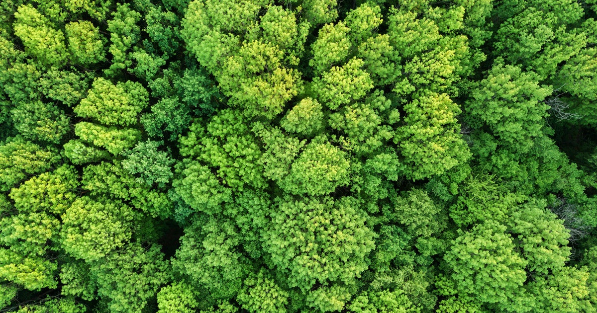 Sustainable Living Dominates Pinterest's Top 100 Trends for 2019 ...