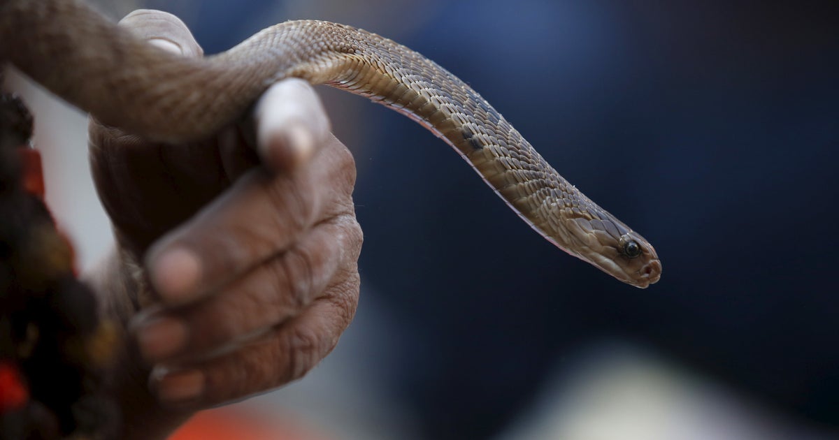 Why Our 'Celebration' Of Snakes Is A Curse On Them | HuffPost News