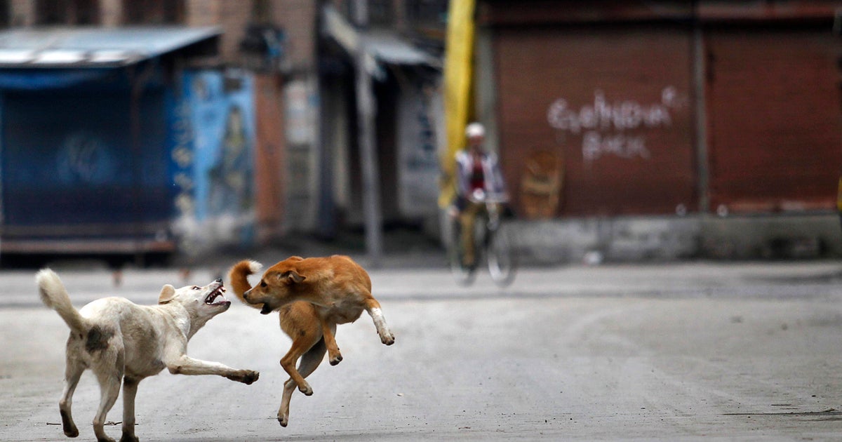 Show Compassion, But Don't Let Stray Dogs Become Menace To Society ...