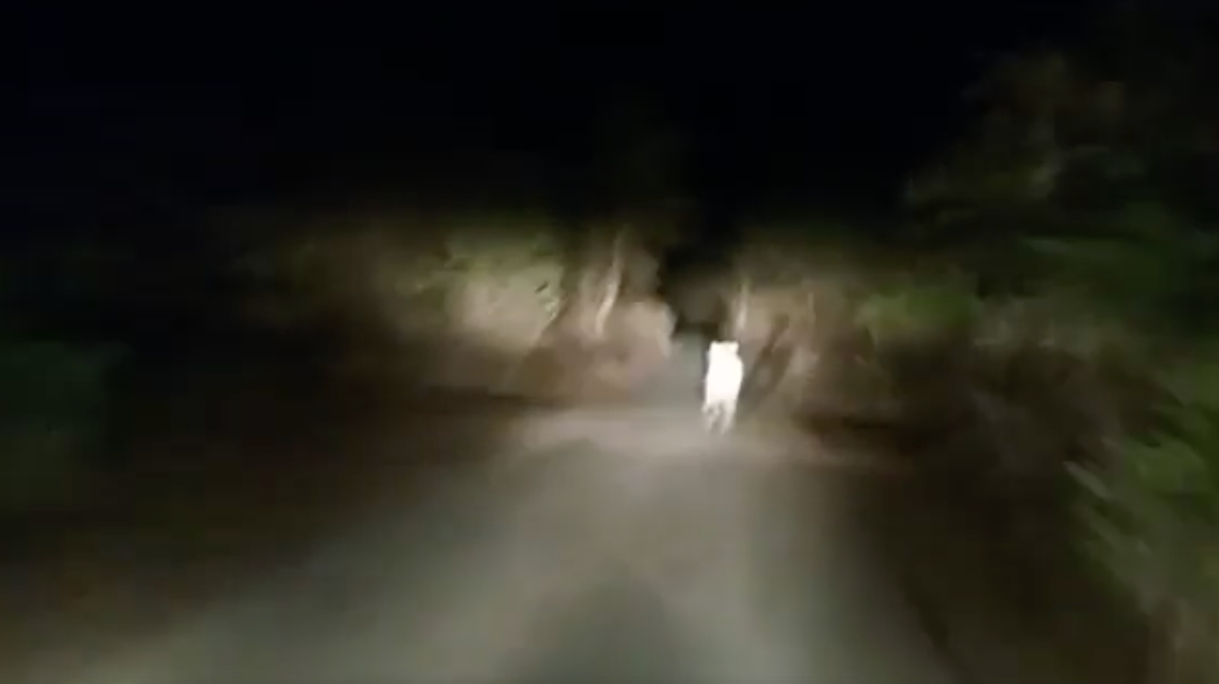 Watch: Horrific Video Shows Car Chasing Lion Cub As It Runs For Its ...