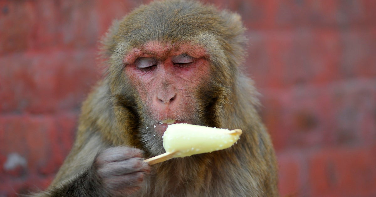 Monkeys Occupy Beds In IIT-Bombay, Driving The Students Up The Wall ...