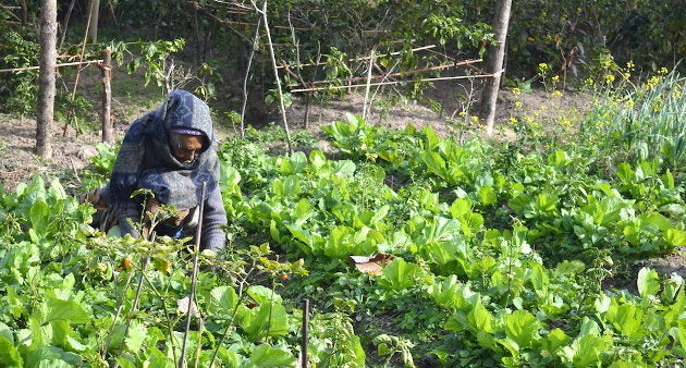 Sikkim Could Reap Far Greater Benefits From Organic Farming | HuffPost Life