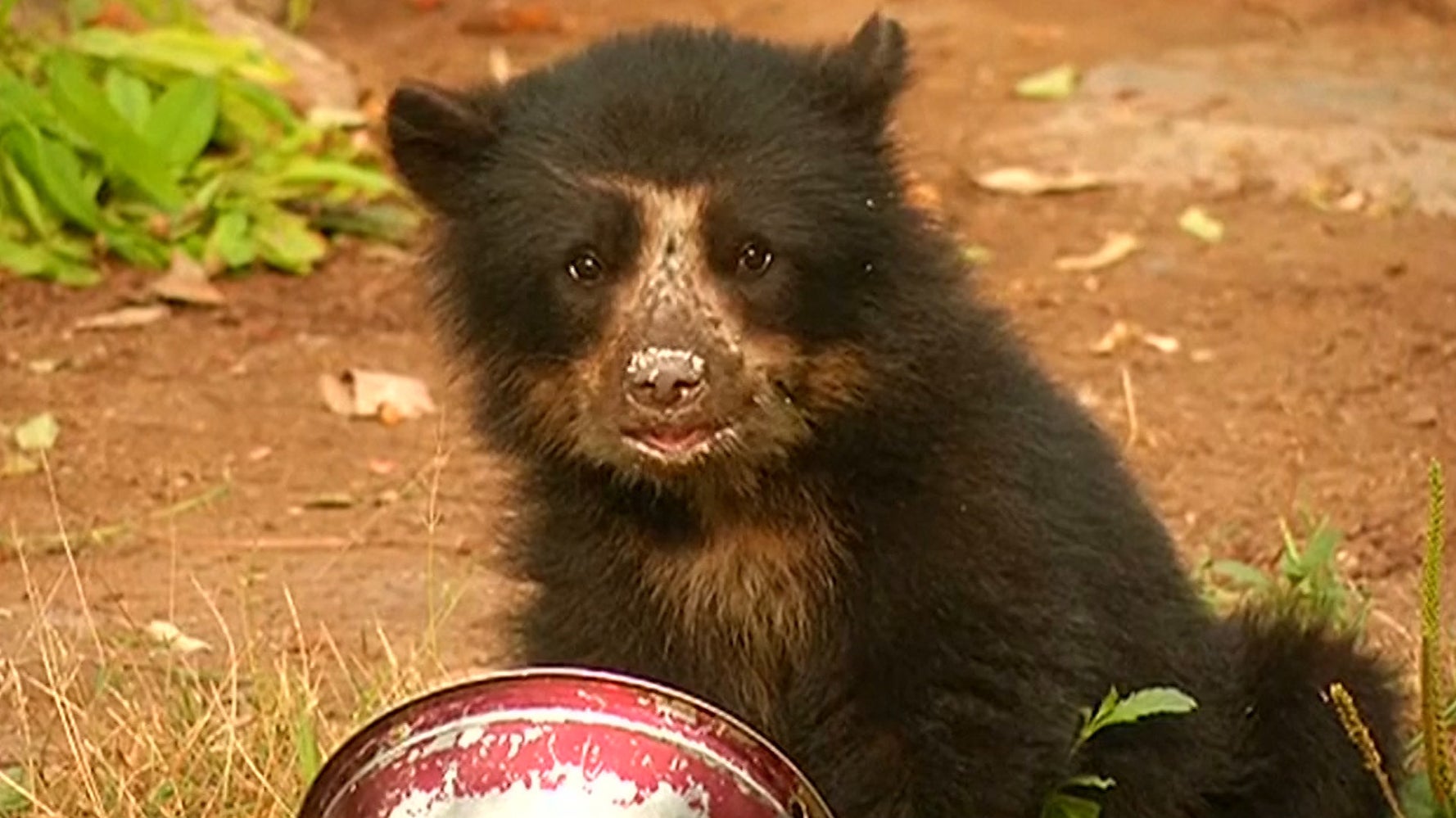 Real Life 'Paddington Bear' Rescued In Peru | HuffPost UK Life