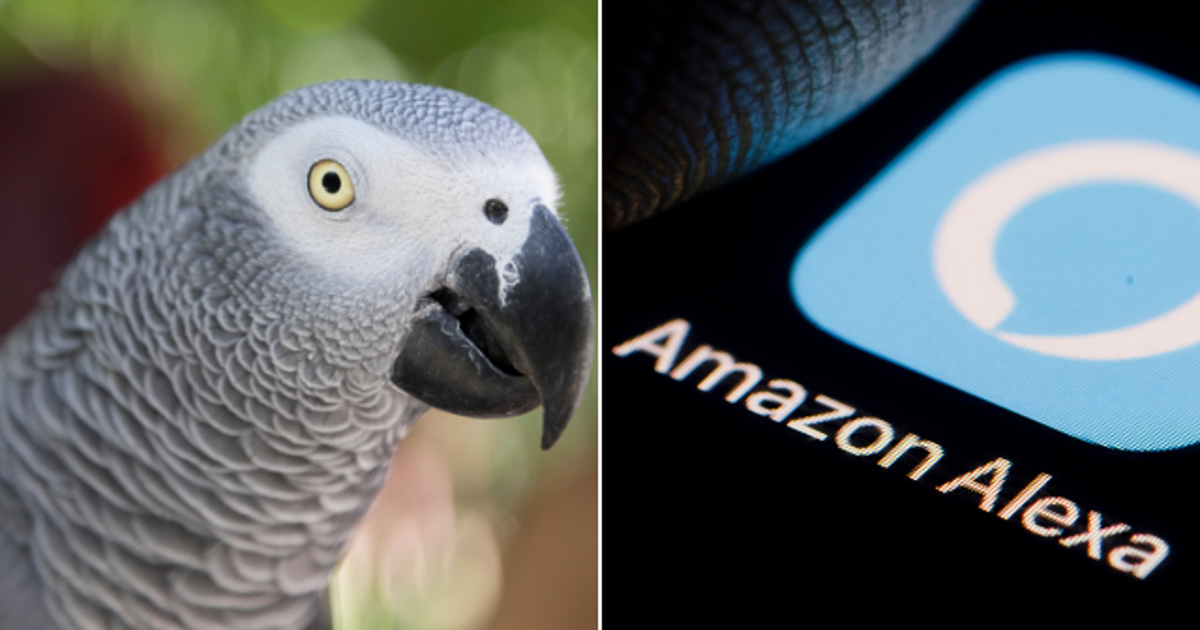 Rocco The Cheeky Parrot Keeps Using Amazon's Alexa To Order Snacks ...