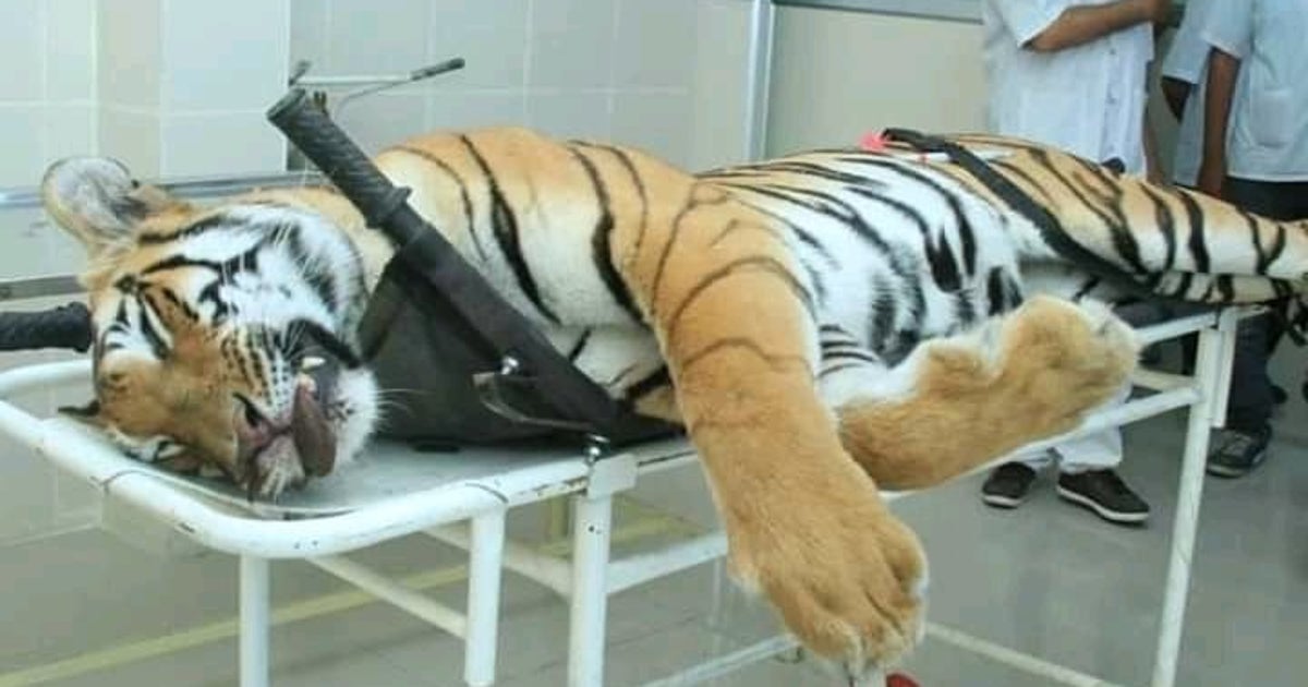 Tigress Avni's Killing A 'Ghastly Murder' By A 'Criminal': Maneka ...