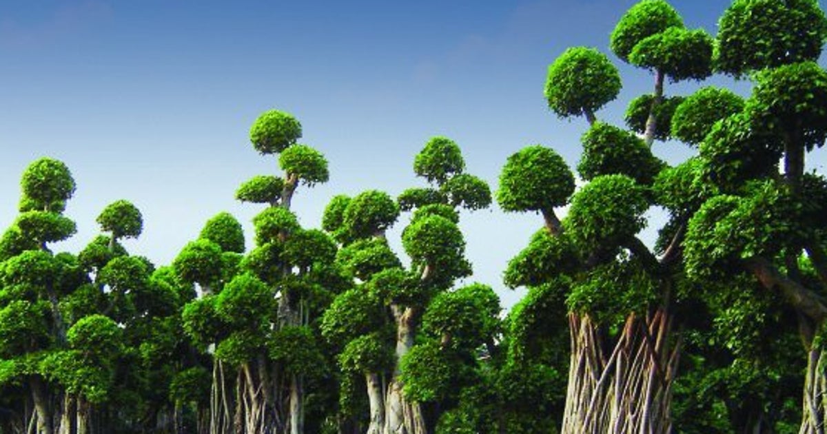 Photos: Can We Interest You In This 800 Year Old, Rare Tree For Your ...