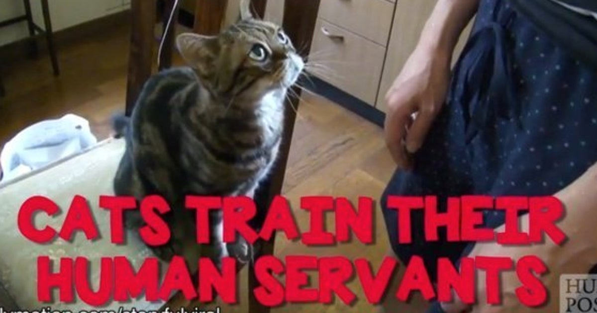 Video: Cats Train Their Human Servants | HuffPost News