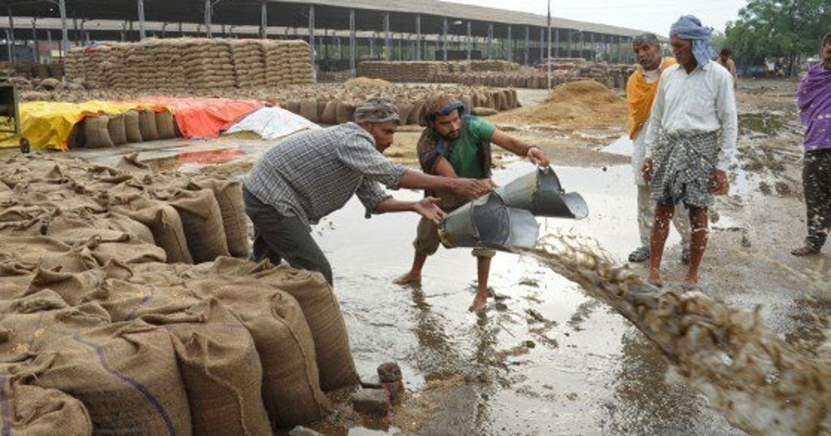 Unseasonal Rains Hit Farmers Hard As Fruits, Wheat Crops Damaged ...