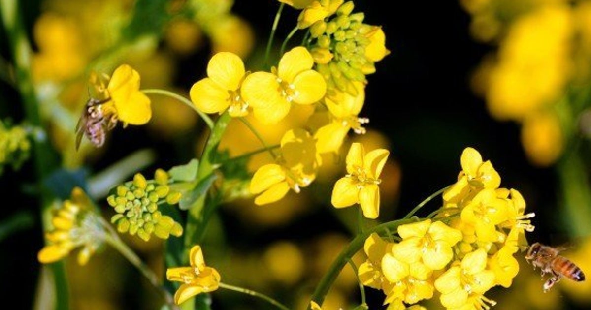 37 Breathtaking Photos Of Spring In Kashmir That Are Straight From ...