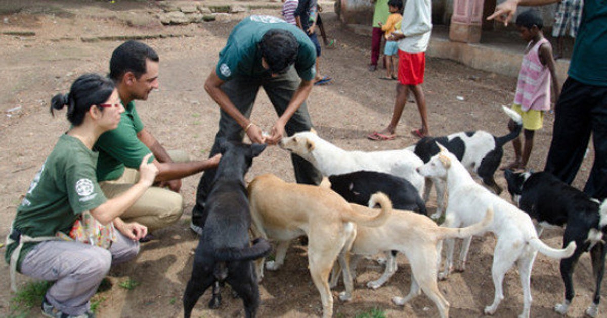 The Link Between Animal Cruelty And Human Violence | HuffPost News