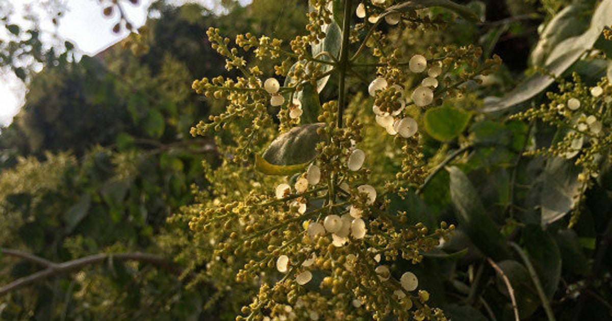 PHOTOS: Here Are 22 Of Delhi's Most Beautiful Native Trees That Need ...