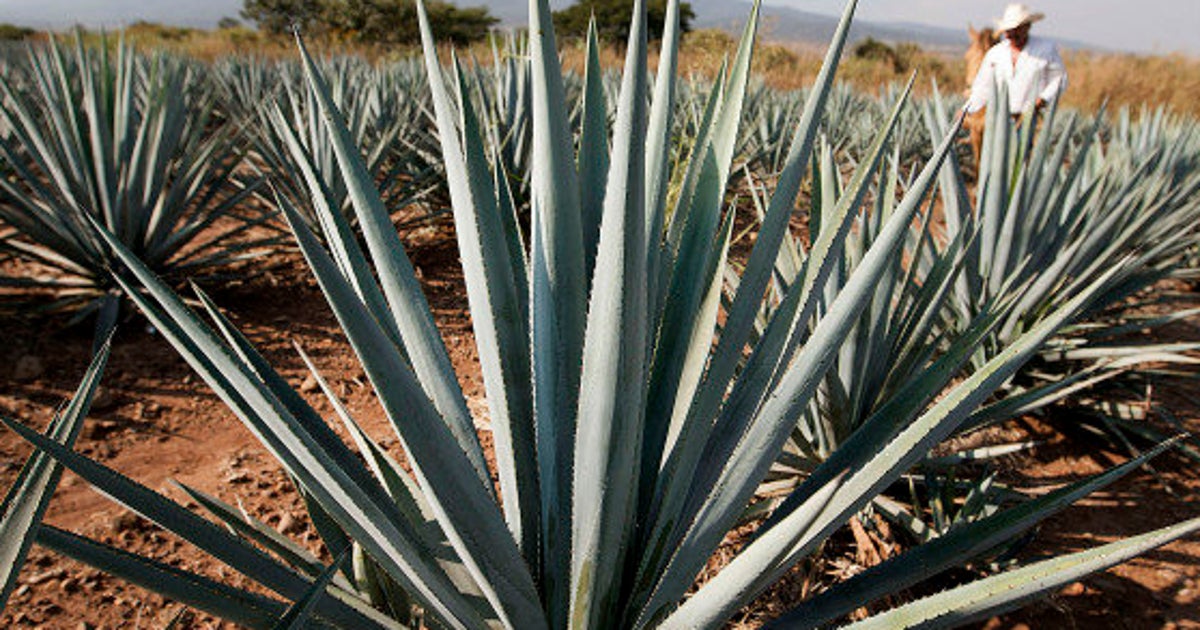 Scientist In High Spirits After Discovering A Way To Produce Indian ...