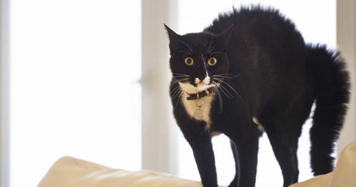 This Is The Only Appropriate Catcall That Exists | HuffPost News