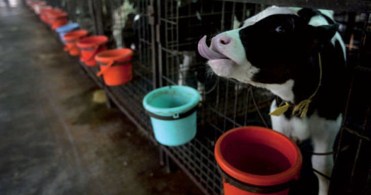 Happy Cows And Luxury Milk | HuffPost News