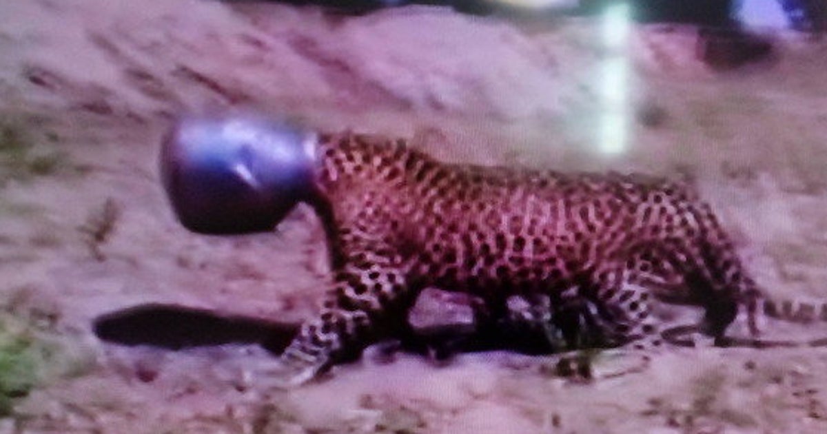 Thirsty Leopard Gets Its Head Stuck In Metal Pot, Rescued After 6 ...