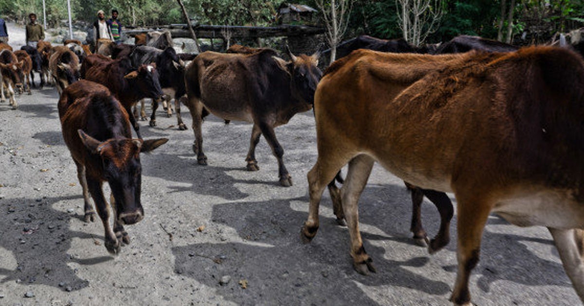 Youth Lynched In Himachal Pradesh Over Alleged Cow Smuggling | HuffPost ...