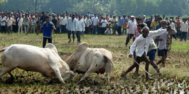 Cruel, Unusual And Illegal: Why Goa Should Not Lift The Ban On ...