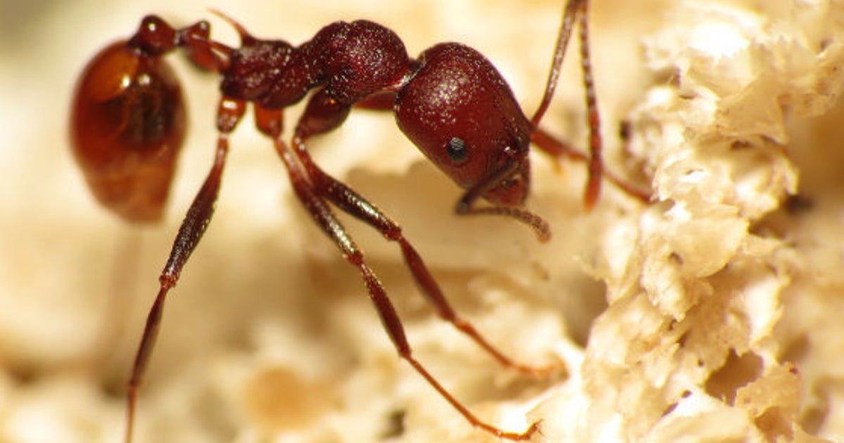 Doctors Find Ants Living Inside Ear Of 12-Year-Old Girl In Ahmedabad ...