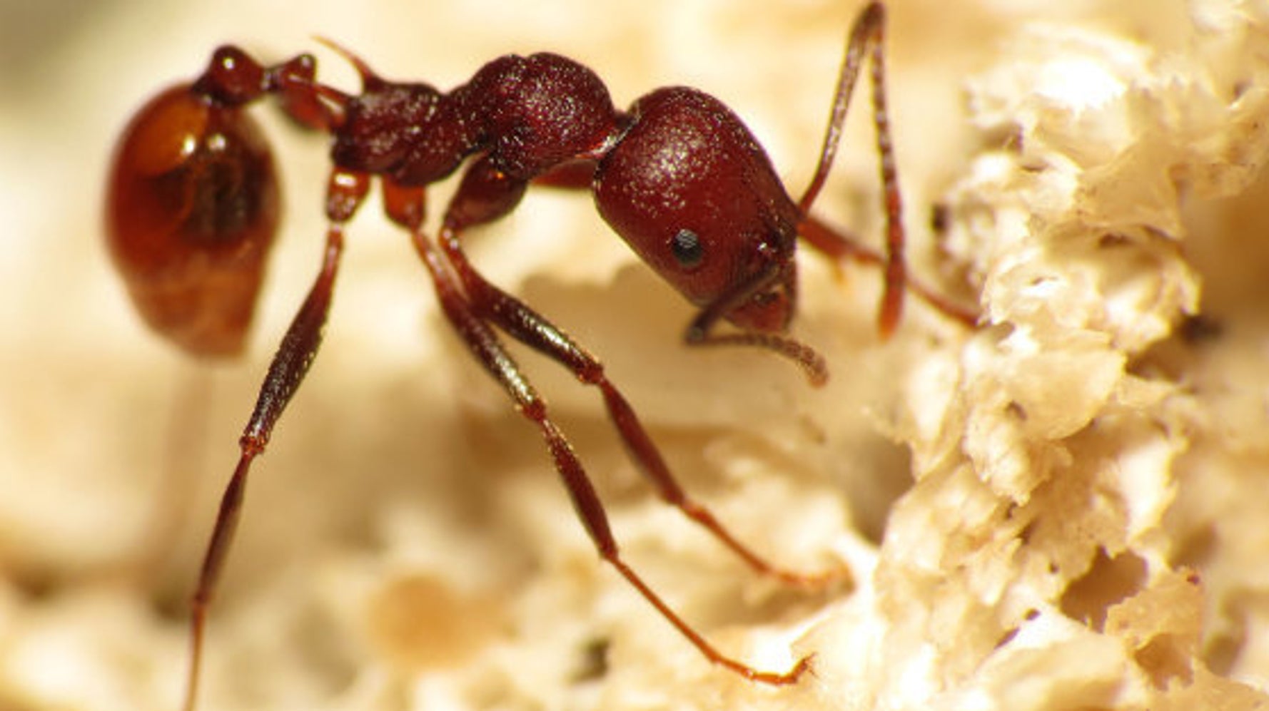Doctors Find Ants Living Inside Ear Of 12-Year-Old Girl In Ahmedabad ...