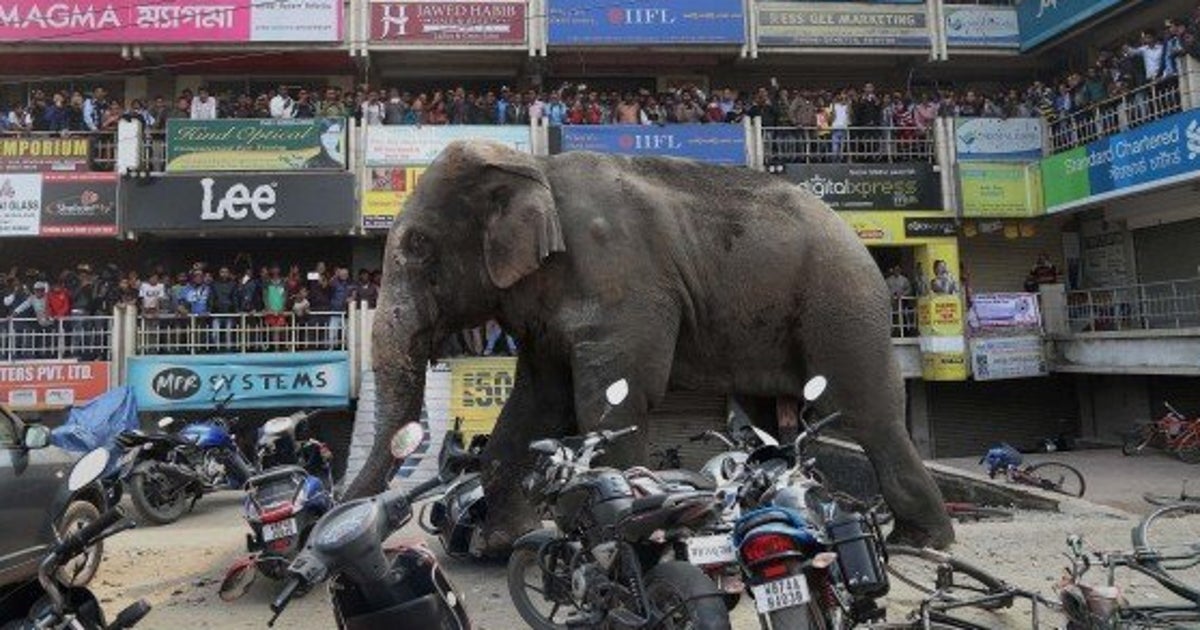 Rampaging Elephant In Siliguri Damages Over 40 Houses, Cars In 7 Hours ...